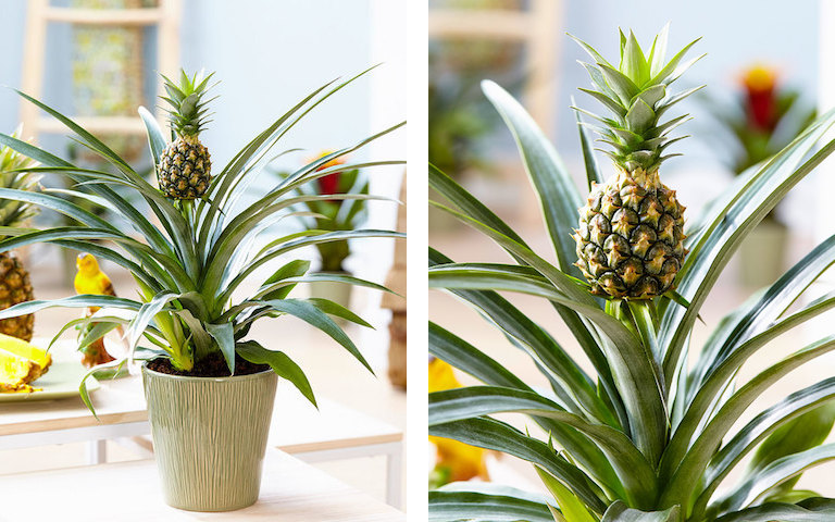 Kako zasaditi ananas !!!! - sofra-recepti.com